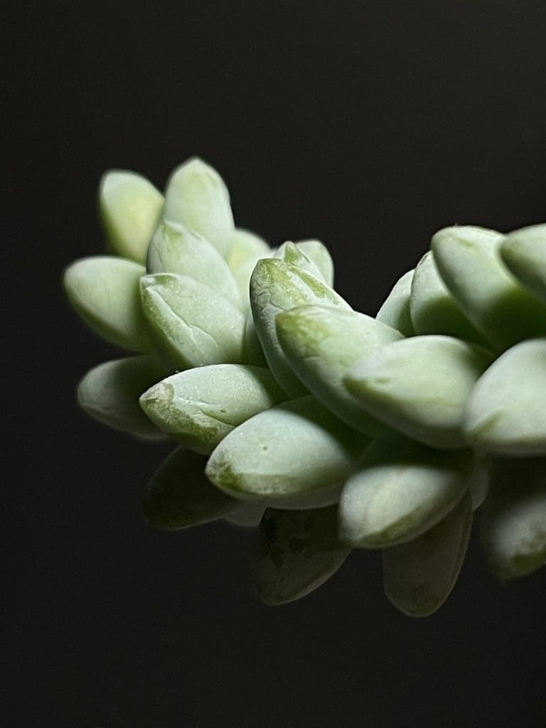 How To Use Macro Mode on Any iPhone - AppleToolBox