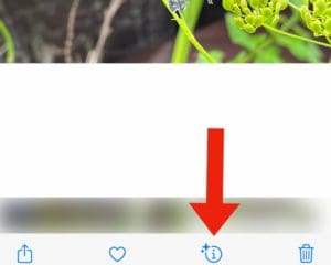 How to Use the New Visual Look Up Tool in Photos on iOS - AppleToolBox