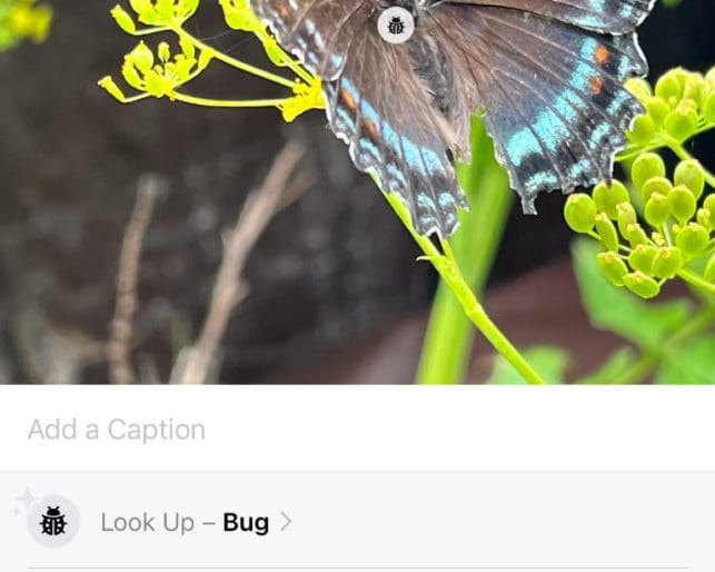 How to Use the New Visual Look Up Tool in Photos on iOS - AppleToolBox