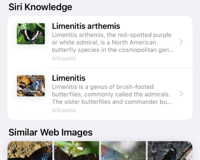 How to Use the New Visual Look Up Tool in Photos on iOS - AppleToolBox