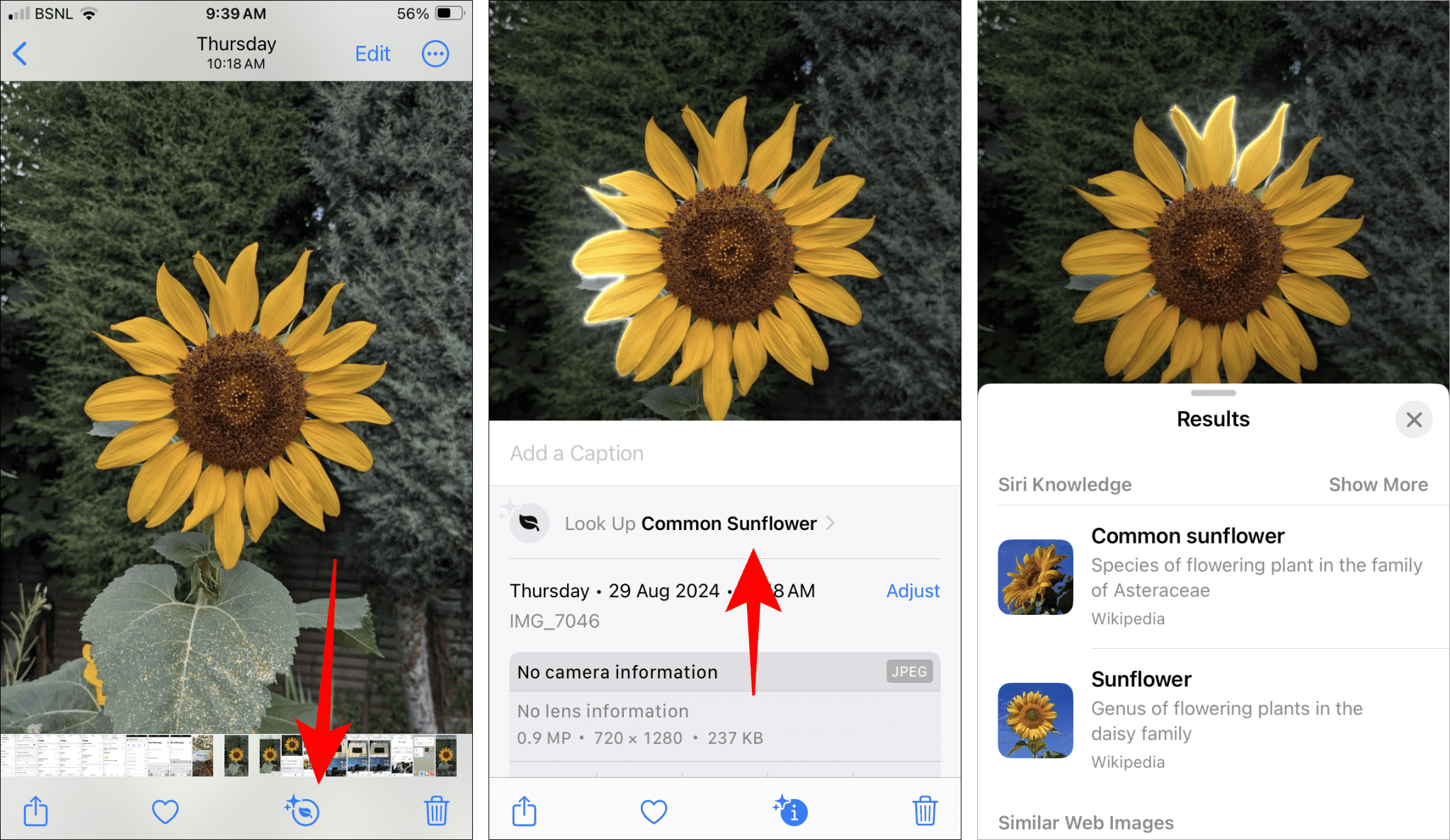 3 Ways to Access Visual Lookup Feature on iPhone - AppleToolBox